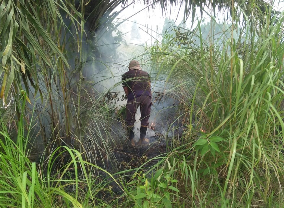 Kebakaran Hutan dan Lahan Melanda Daerah di Tiga Provinsi - Metrokini.com